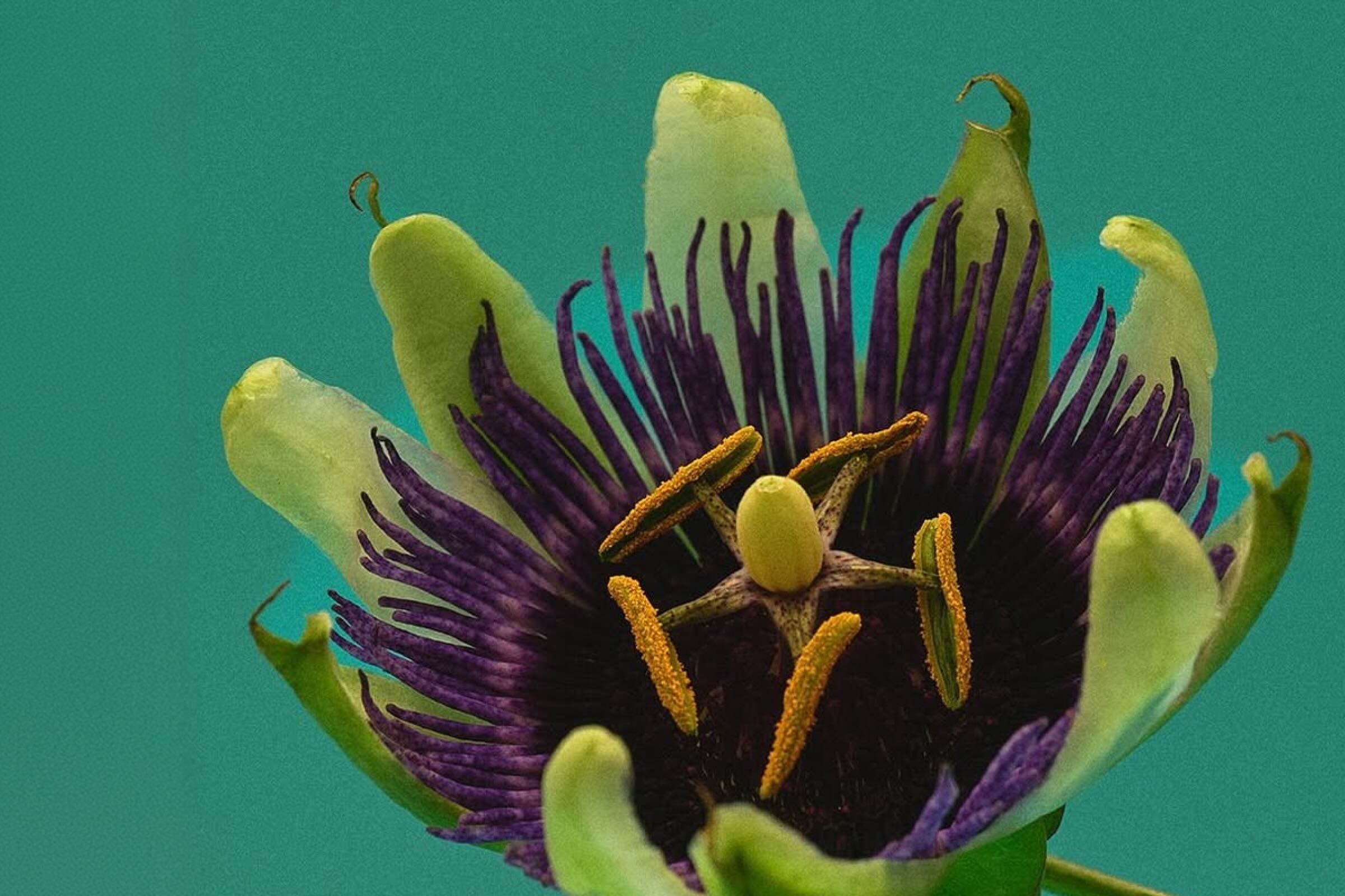 The Best Herbs for Better Sleep